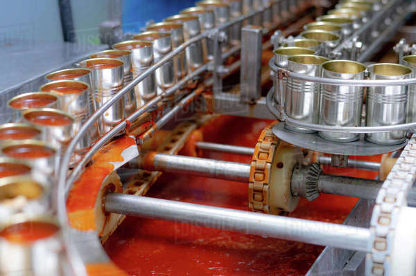 Canned fish factory. Food industry. Sardines in red tomato sauce ...