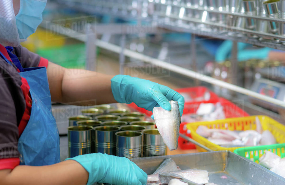 Worker working in canned food factory. Food industry. Canned fish ...