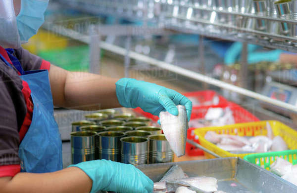 Worker working in canned food factory. Food industry. Canned fish ...