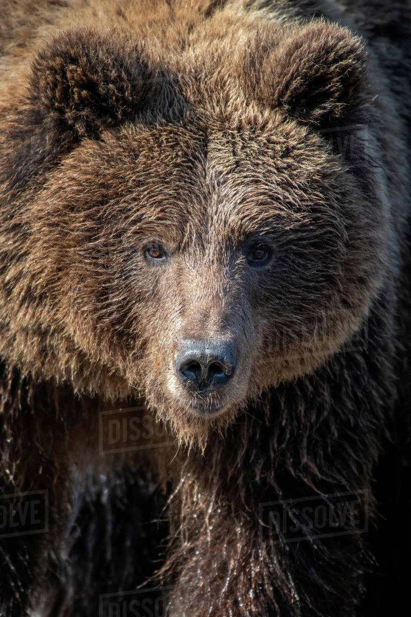 Close-up brown bear portrait. Danger animal in nature habitat. Big ...