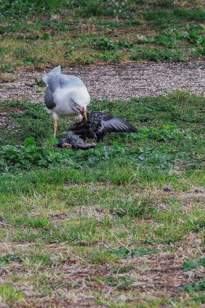 Big seagull with red bloody beak eats a dead bird on a green city park ...