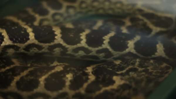 Green Eunectes deschauenseei anaconda snake laying on water. - Stock ...