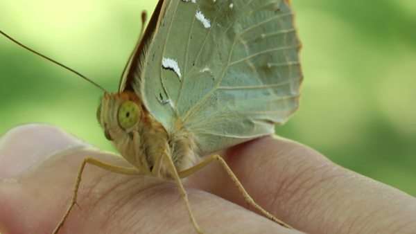 Close up shot with a big creepy butterfly sitting on fingers of a ...