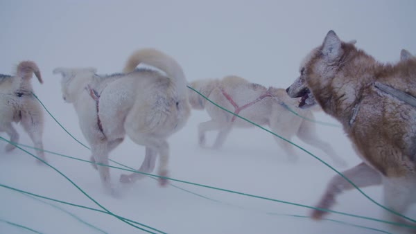 Point-of-view shot of sled dogs pulling sled on snowy landscape, East ...