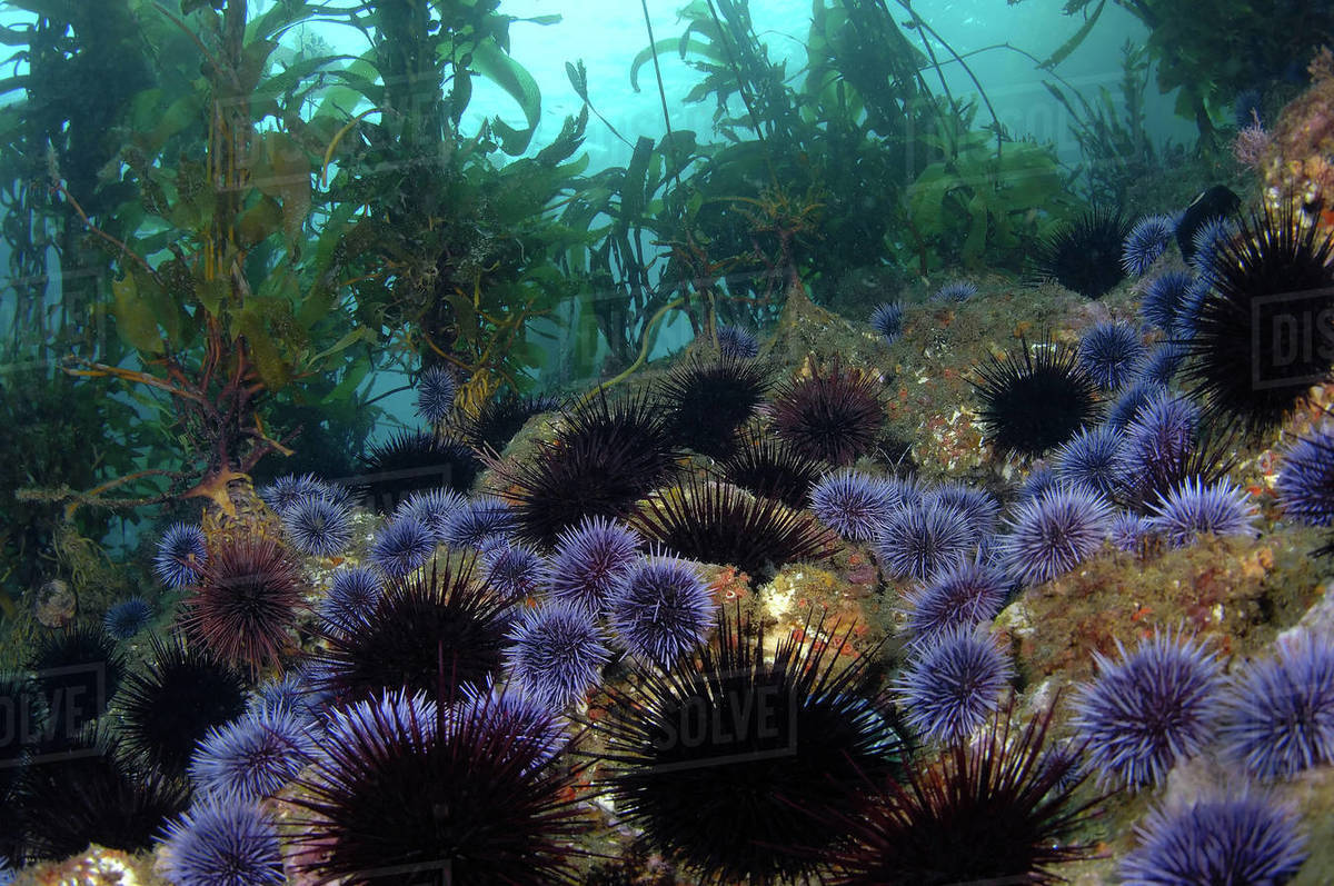 Giant brown kelp, Macrocystis pyrifera, under attack by sea urchins ...