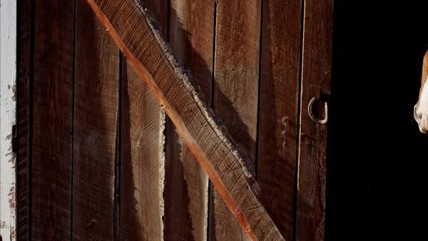 Cowboy Ranch hand with horse on Dude Ranch in Corral Canada - Stock ...