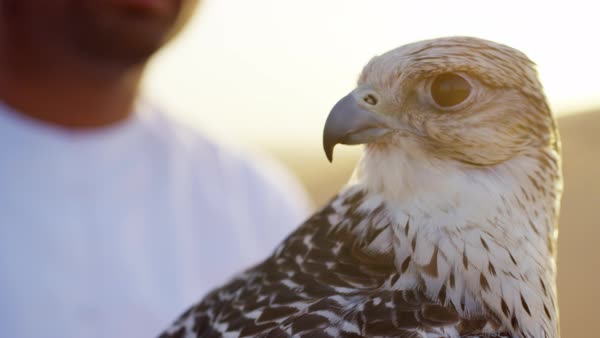Trained falcon tethered to male owner wearing traditional Arabic dress ...