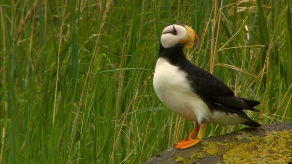 Katmai national Park and Reserve Horned puffin flying wild bird in the ...