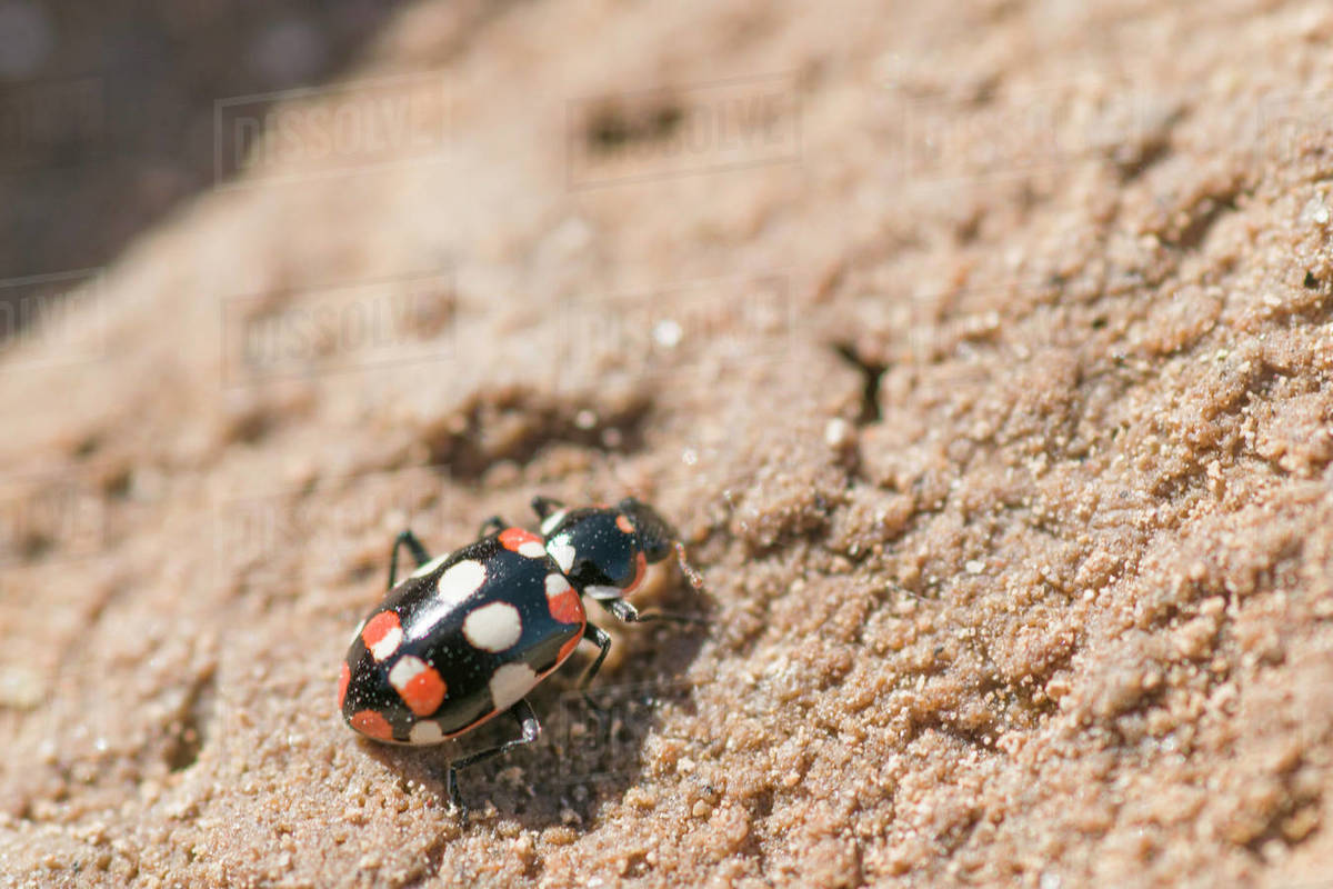 Ladybird , Ladybug , prched on a rock - Royalty-free Stock Photo | Dissolve