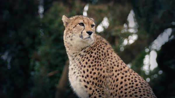 Cheetah Portrait - Stock Video Footage - Dissolve