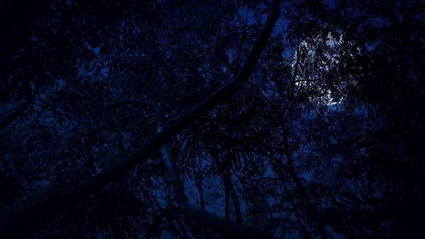 Gliding under jungle at night with full moon - HD Royalty-free Stock ...