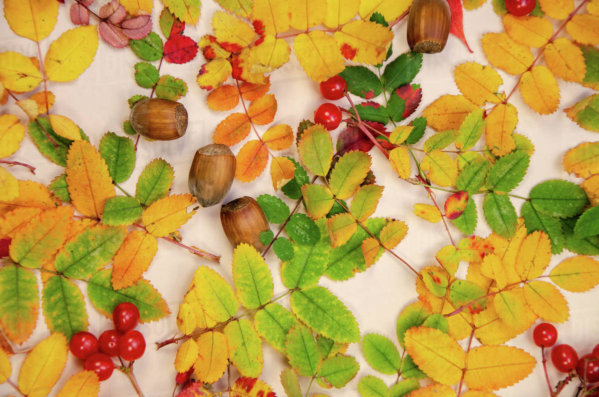 Presentation template background filled with colorful gifts of nature ...