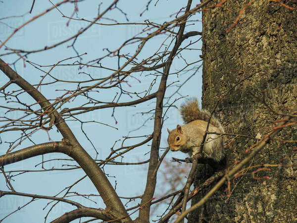 Cute squirrel on the tree - Royalty-free Stock Photo | Dissolve