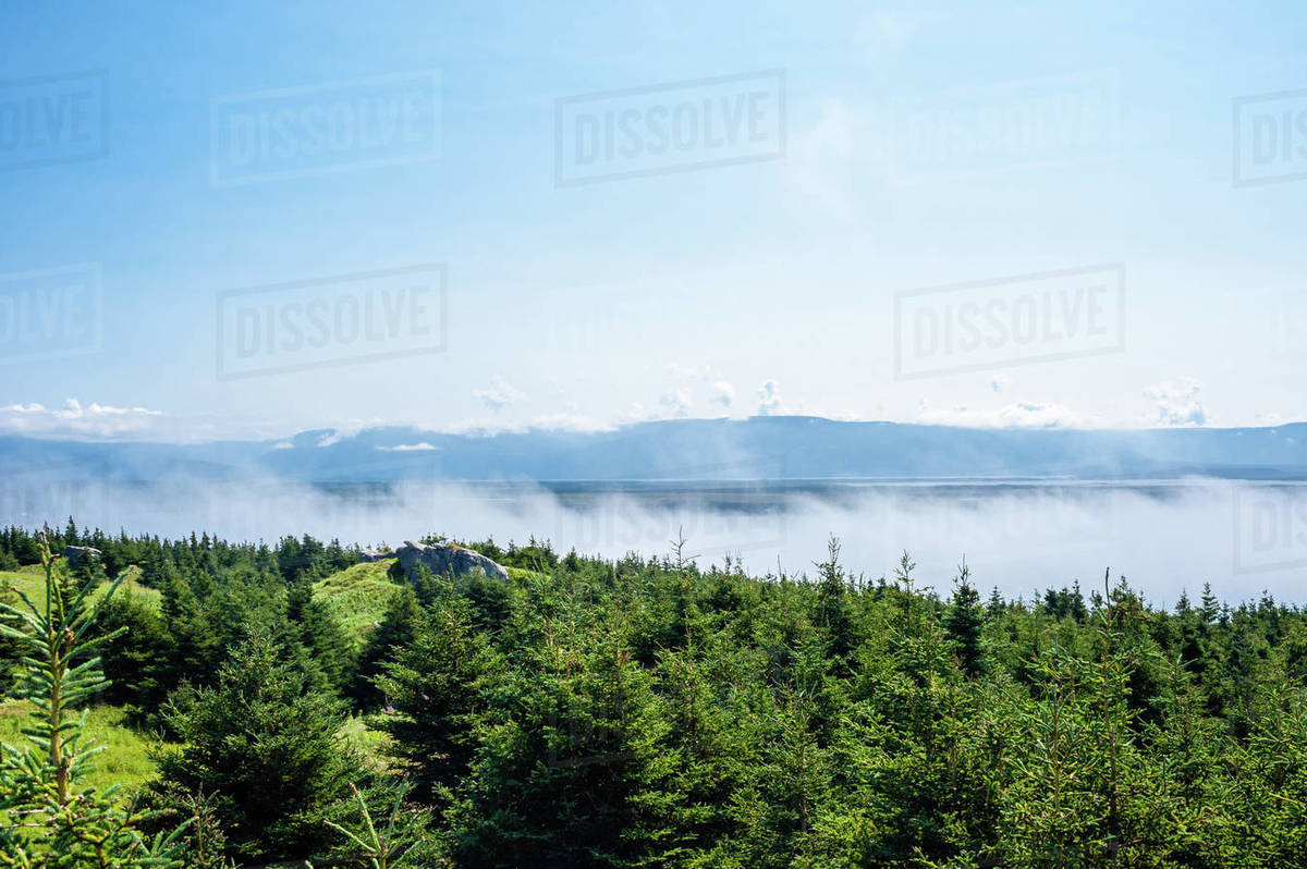 Evergreen trees with low clouds skimming top of forest, with mountain ...