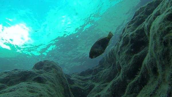 Small fish swimming in deep water at a steep shore of Ionian Sea ...