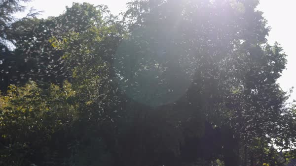 Summer pollen flying and green tree background. Lens flare from the ...