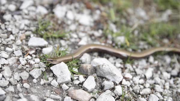 Small snake standing still on pebbled ground. - Stock Video Footage ...
