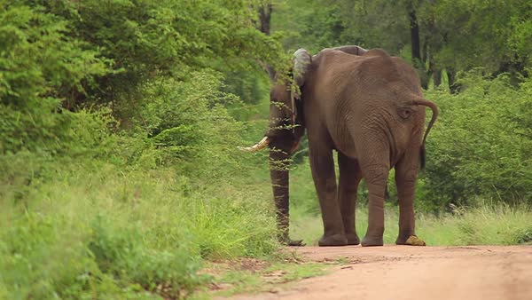 Elephant Defecating on Road in Kruger National Park - Stock Video ...