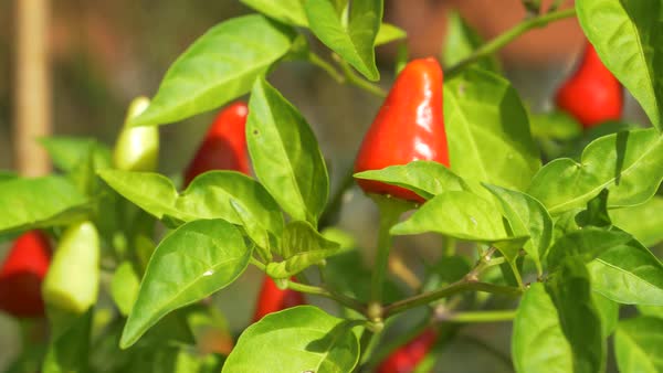 CLOSE UP, DOF: Spring sun shines on ripe chilies growing in a small ...
