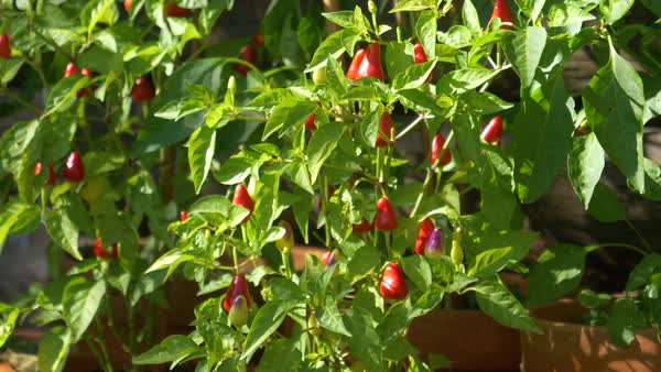 CLOSE UP, DOF: Bright red chilli peppers thrive while growing in clay ...