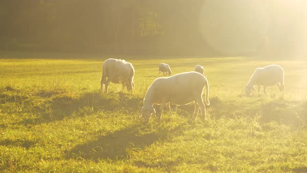 CLOSE UP, LENS FLARE: A flock of sheep grazes in a large enclosed ...