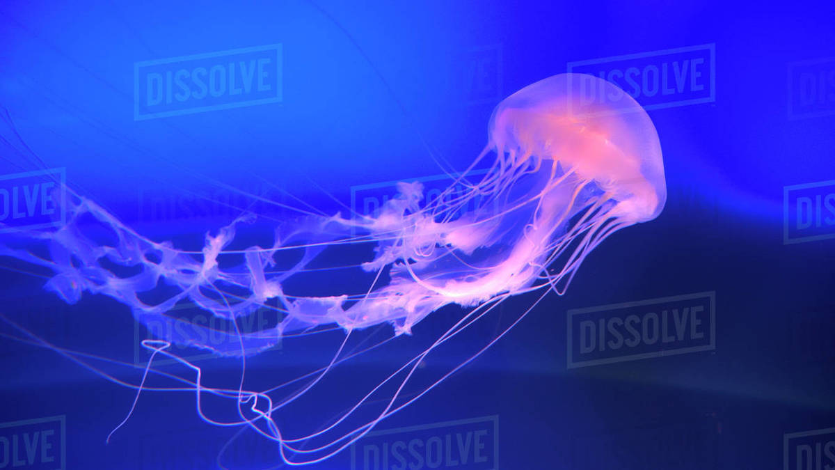 Stunning translucent jellyfish swimming around in a deep blue fish tank ...