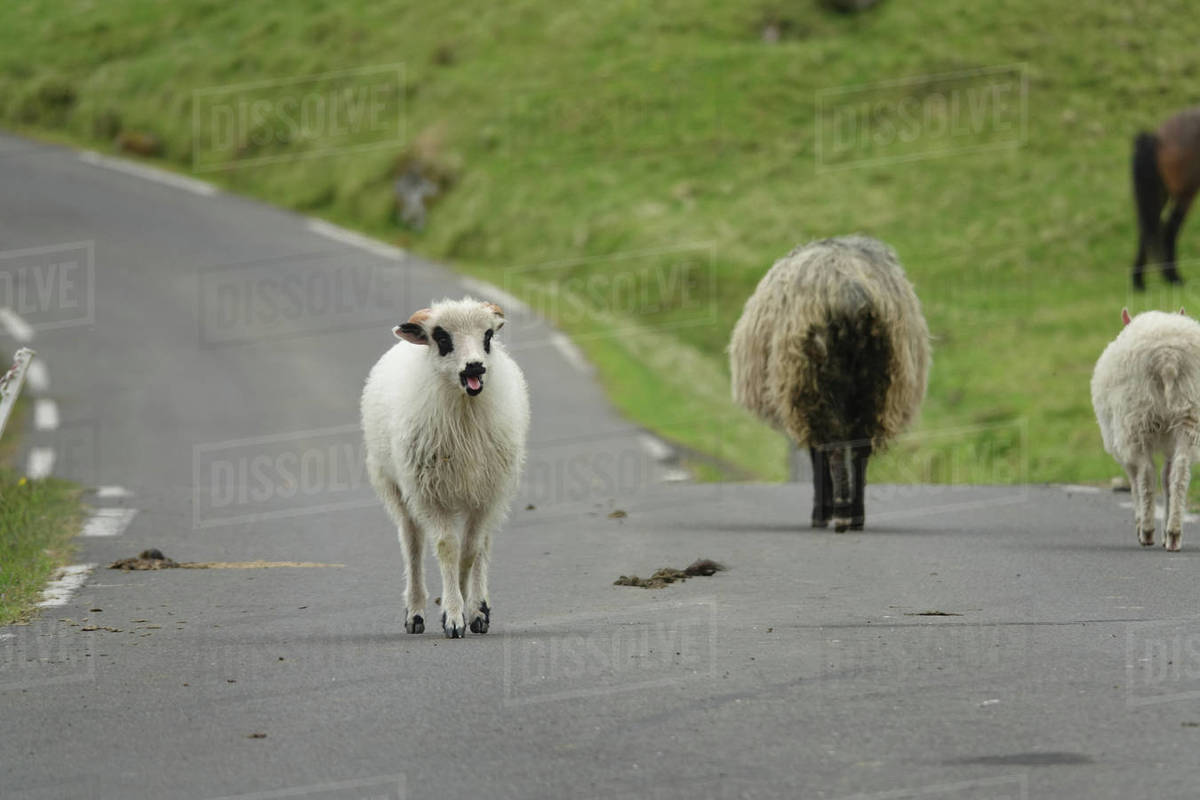 White and black goat walks along the asphalt road running through the ...