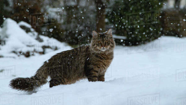 CLOSE UP, PORTRAIT: Adorable little kitty with long brown fur standing ...