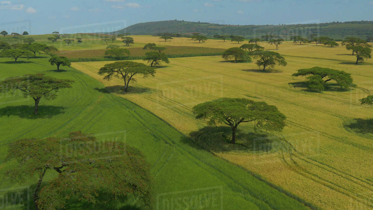 AERIAL: Flying over the vast wheat fields covering the vast African ...