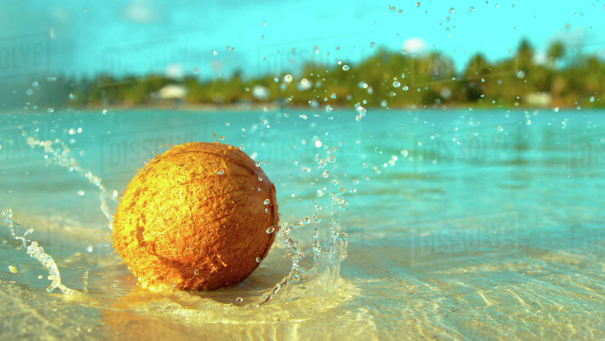 DOF, MACRO: Brown coconut drops into the shallow water covering the ...