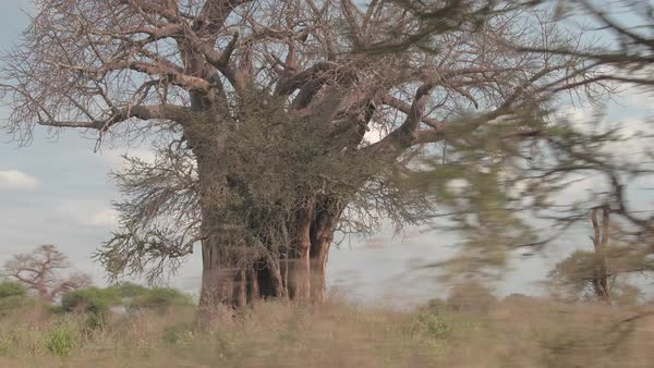 Flying past amazing mighty big old baobab tree growing in tropical ...