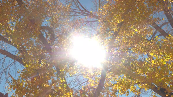 Sun shining through bright yellow tree leaves on sunny day in autumn ...