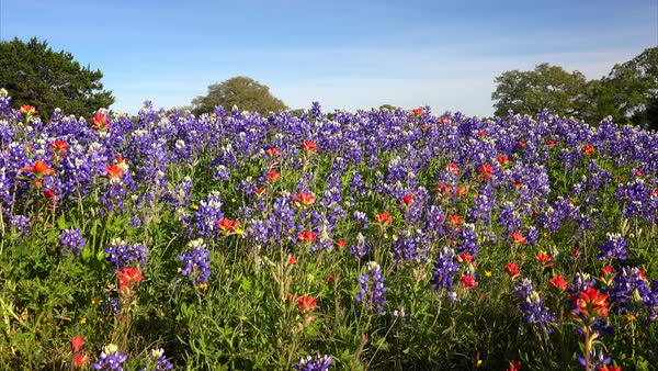 Field of spring wildflowers bloom in central Texas hill country - Stock ...