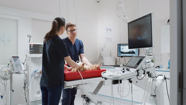 Female Veterinarian Using a Probe to Diagnose a Red Maine Coon That is ...