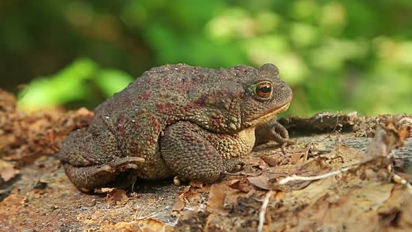 Close up macro shot of Common Toad in wild birch forest sitting on the ...