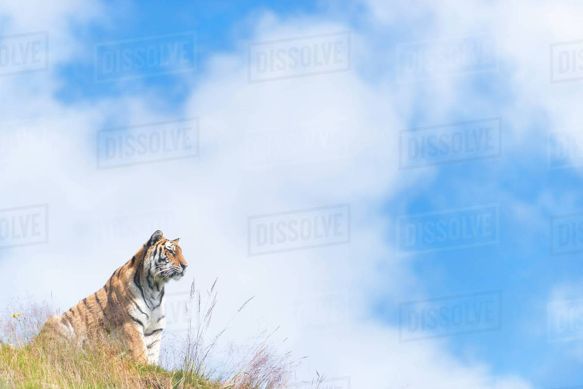 Low angle view of sitting tiger - Royalty-free Stock Photo | Dissolve