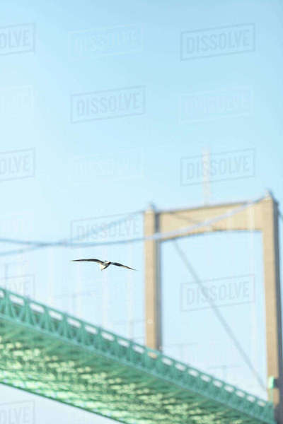 Bird in flight, bridge on background - Stock Photo - Dissolve