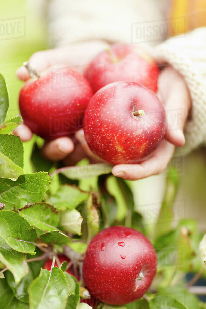 Hands with apples - Royalty-free Stock Photo | Dissolve
