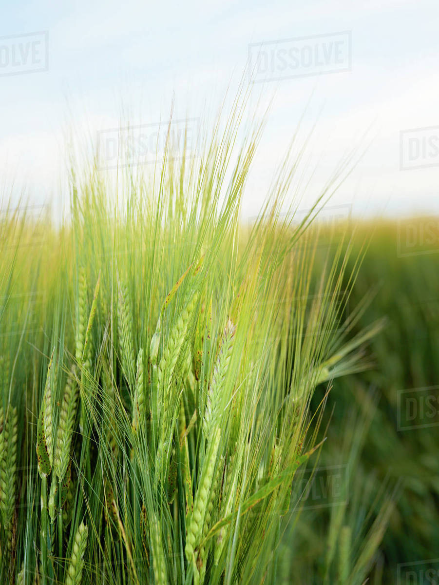 Wheat, close-up - Royalty-free Stock Photo | Dissolve