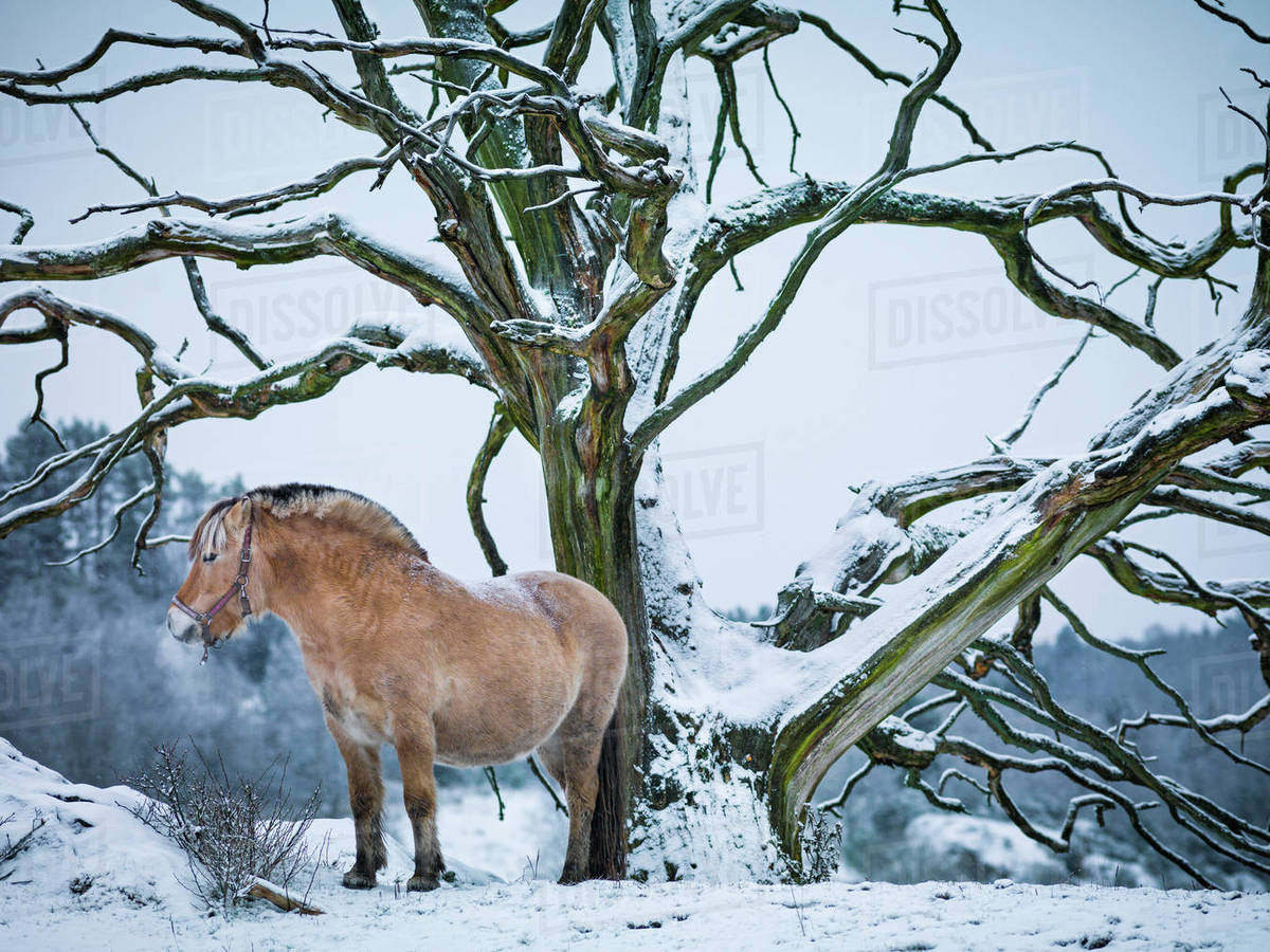 Horse under dead tree - Royalty-free Stock Photo | Dissolve