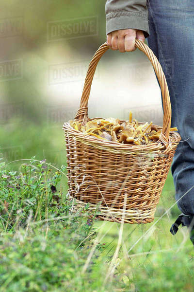 Hand holding basket with chanterelles - Royalty-free Stock Photo | Dissolve