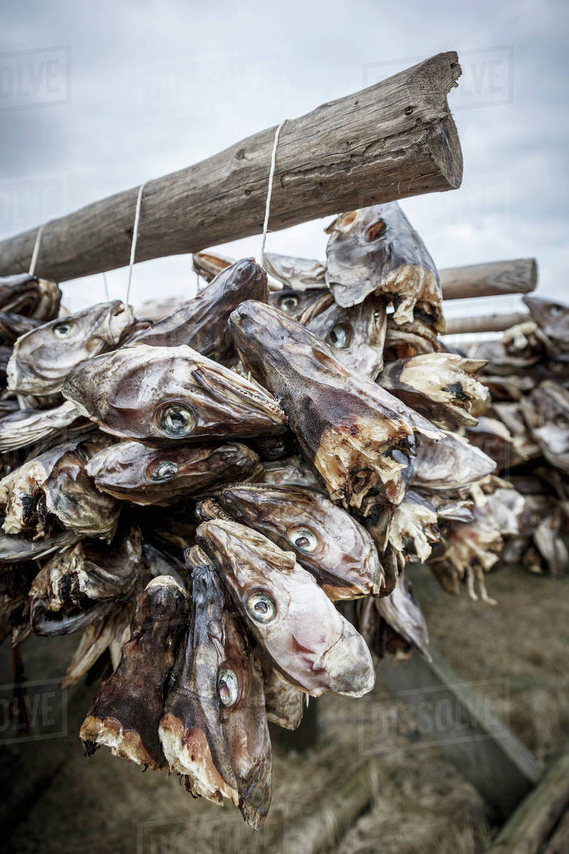Dried fish heads - Royalty-free Stock Photo | Dissolve