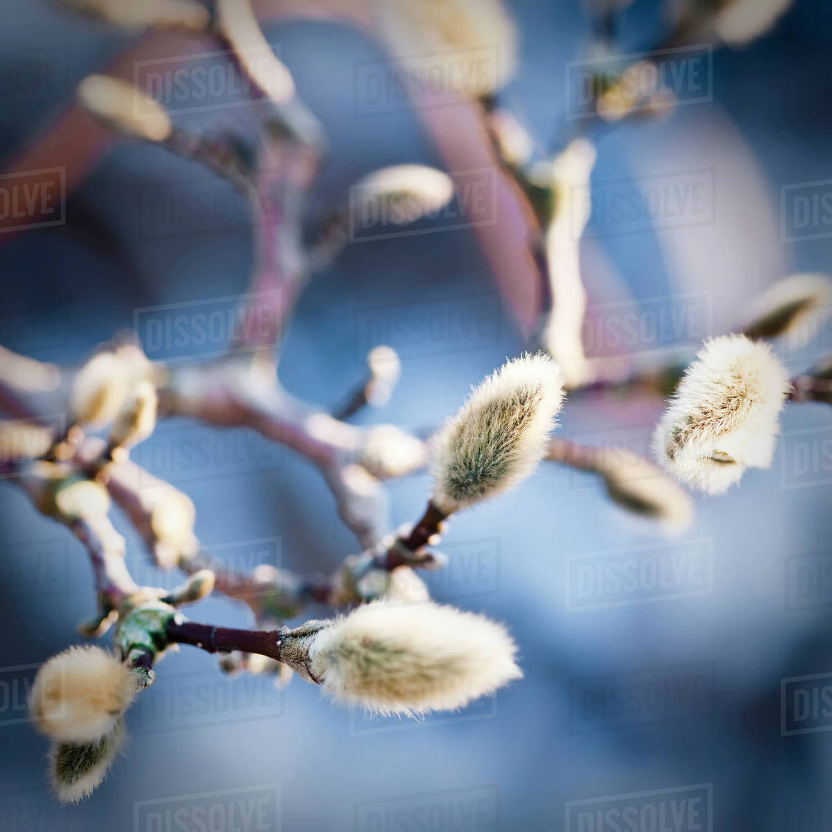 Magnolia sprout, close-up - Royalty-free Stock Photo | Dissolve