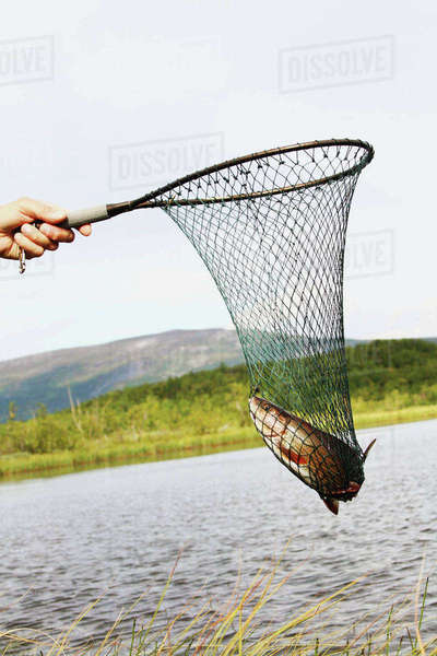 Hand holding net with fish - Royalty-free Stock Photo | Dissolve