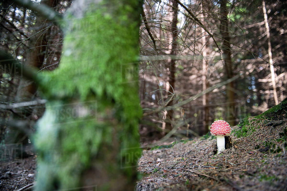 Toadstool in forest - Royalty-free Stock Photo | Dissolve