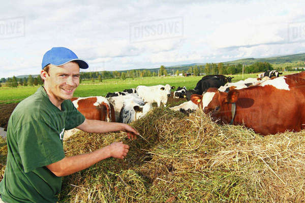 Man giving cows hay on pasture - Stock Photo - Dissolve