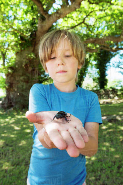 Boy holding beetle - Stock Photo - Dissolve