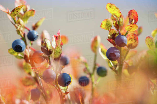 Close-up of blueberries - Royalty-free Stock Photo | Dissolve
