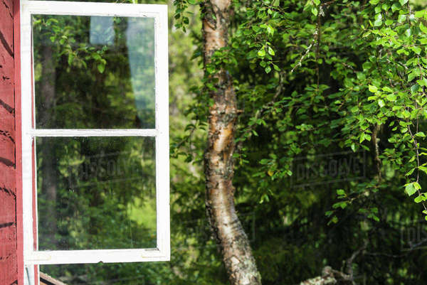 Open widow, tree on background - Stock Photo - Dissolve