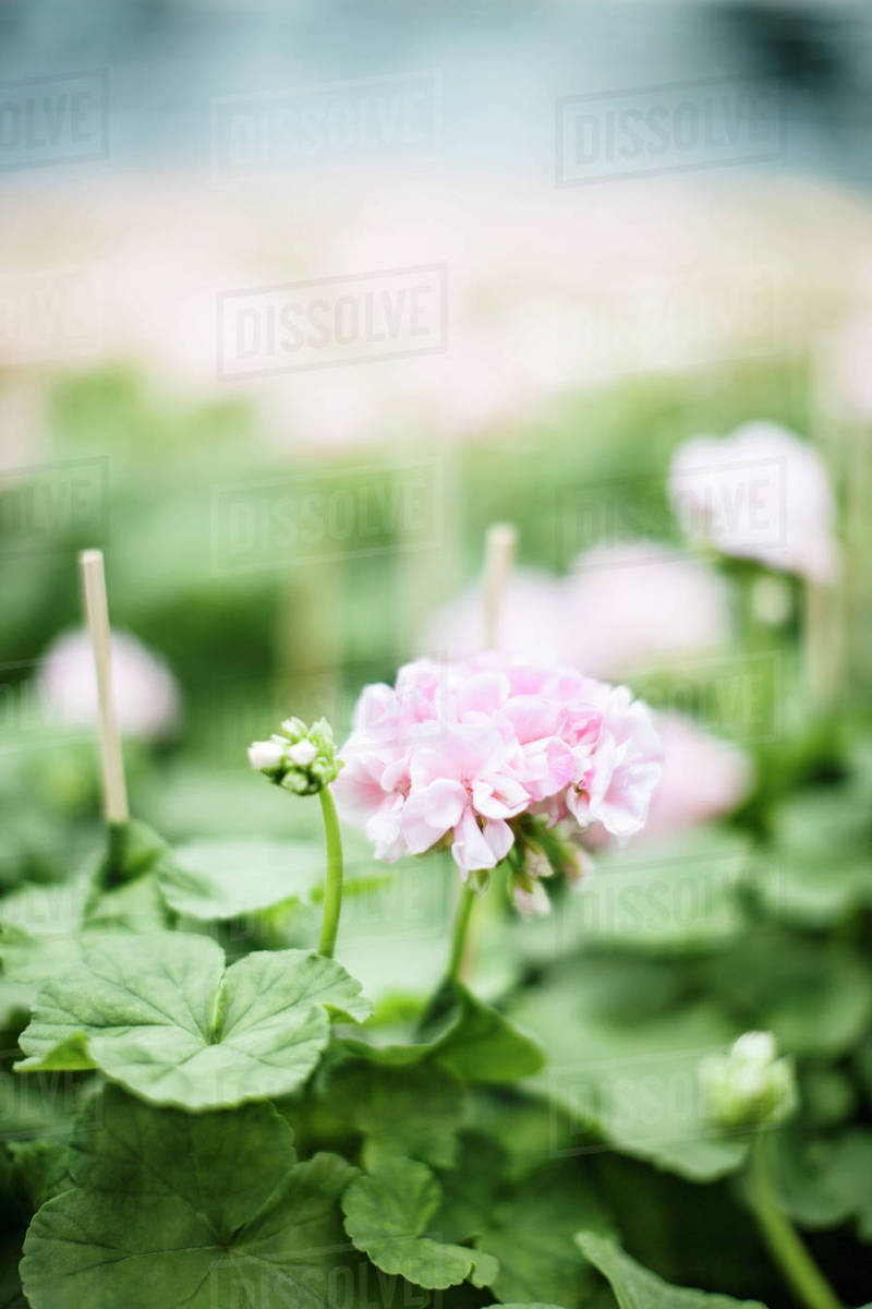 Pink flower, close-up - Royalty-free Stock Photo | Dissolve